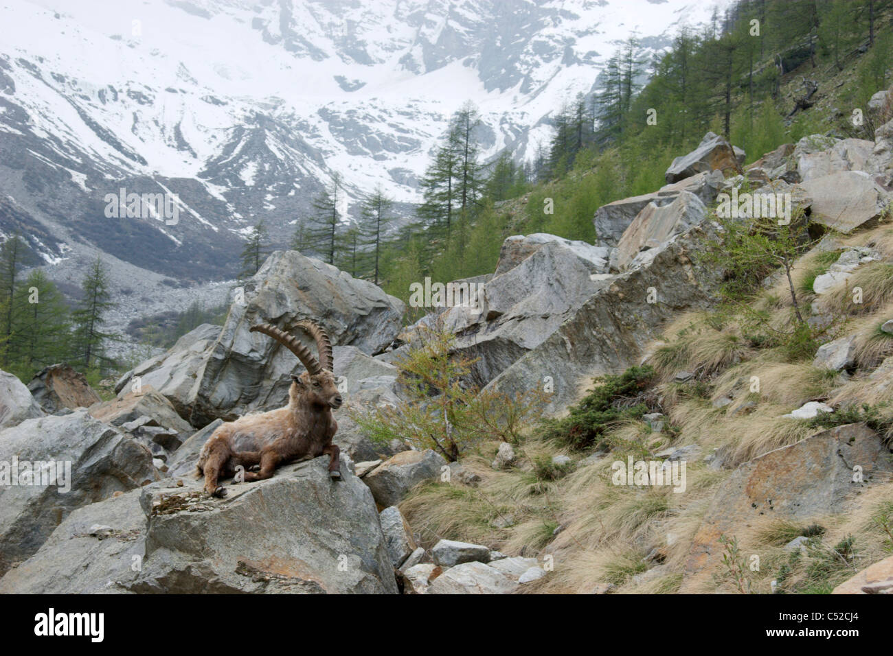 Alpine ibex (Capra ibex Stock Photo - Alamy