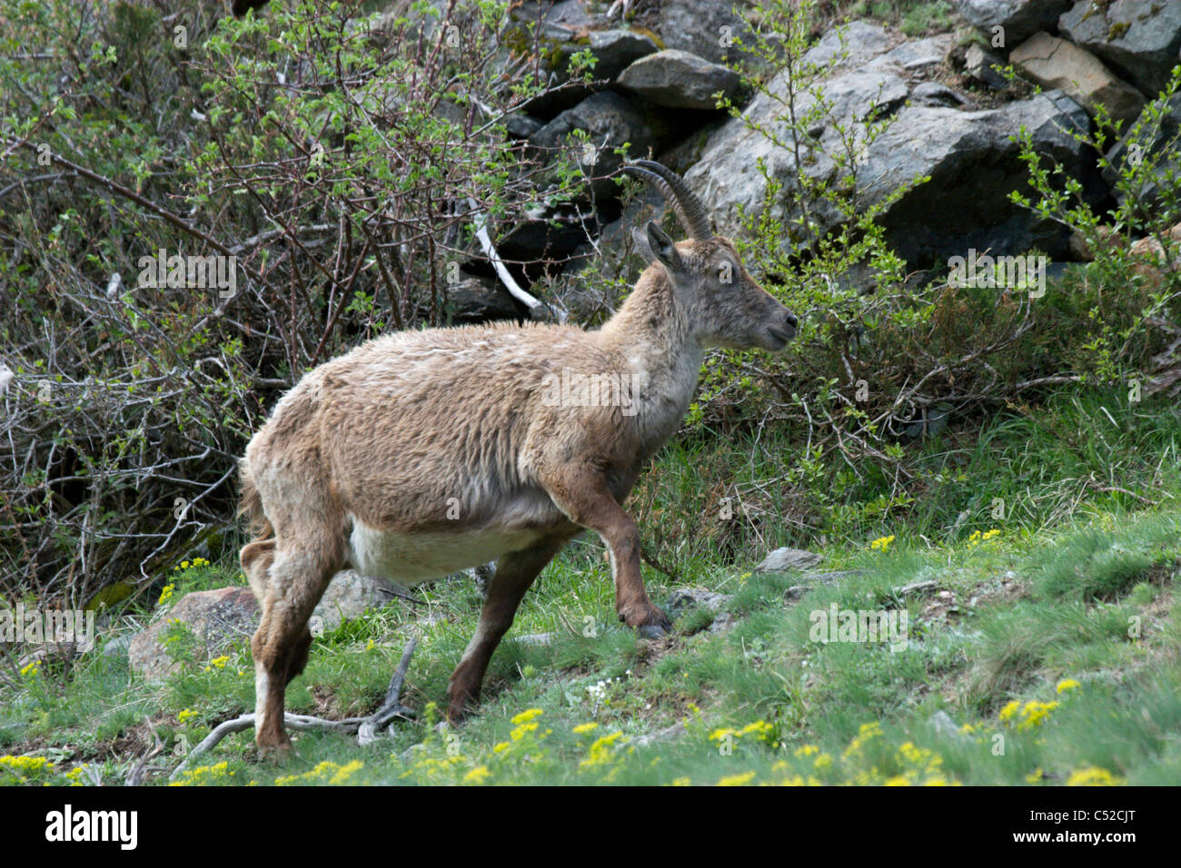 Alpine ibex (Capra ibex Stock Photo - Alamy