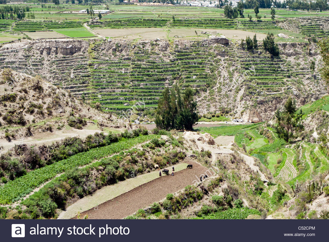 Farmer Cow Ploughing High Resolution Stock Photography and Images - Alamy