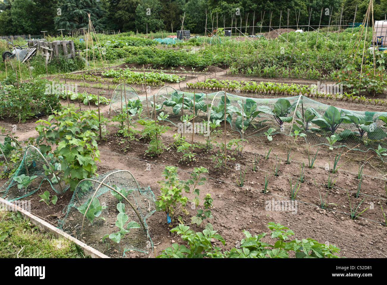 Variety of vegetable and salad crops growing on community allotments in ...
