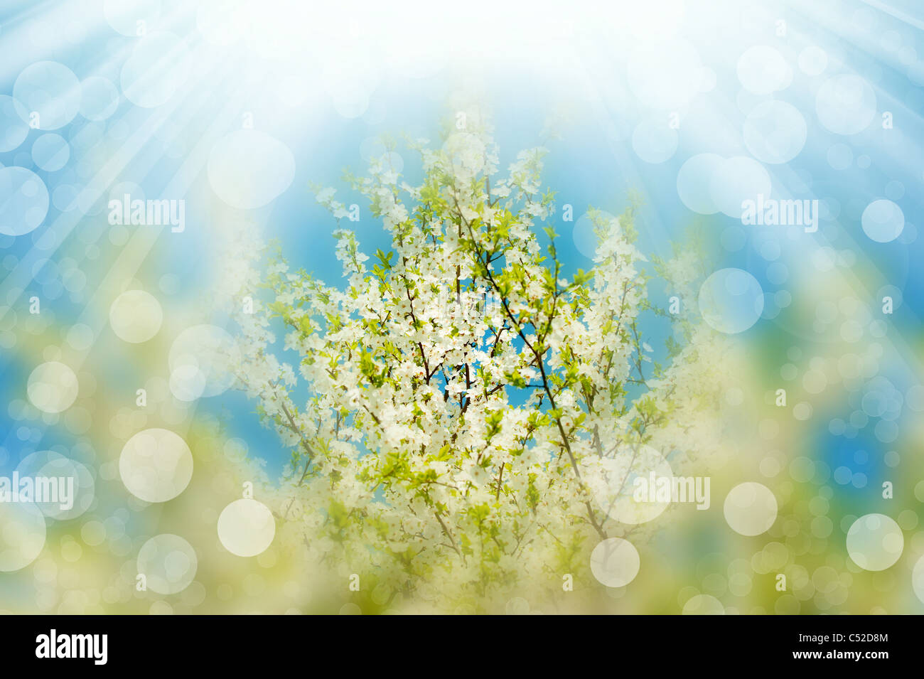 Tree branches frame the sun hi-res stock photography and images - Alamy
