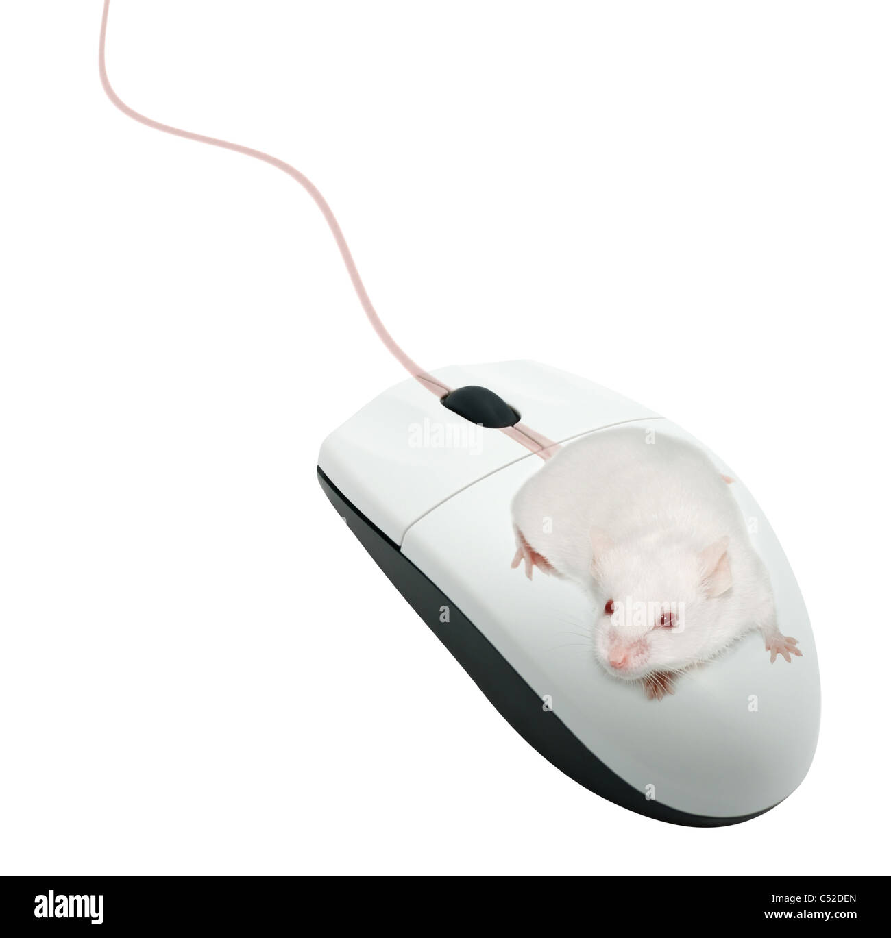 Live mouse on a computer mouse. It is isolated on a white background ...
