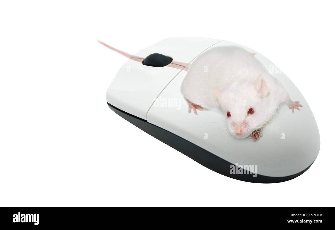 Live mouse on a computer mouse. It is isolated on a white background ...