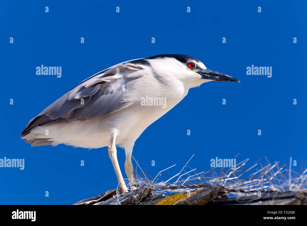 Adult Black-crowned Night Heron, Nycticorax nycticorax isolated on blue ...
