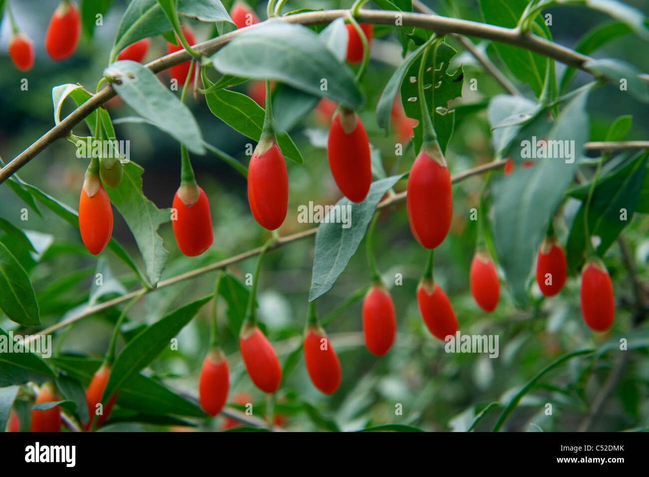 Goji berry hi-res stock photography and images - Alamy