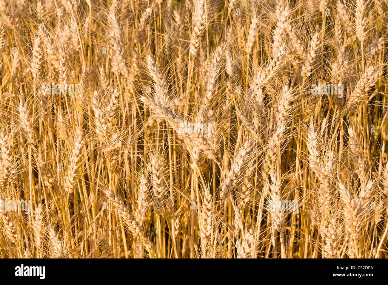 Wheat wallpaper hi-res stock photography and images - Alamy