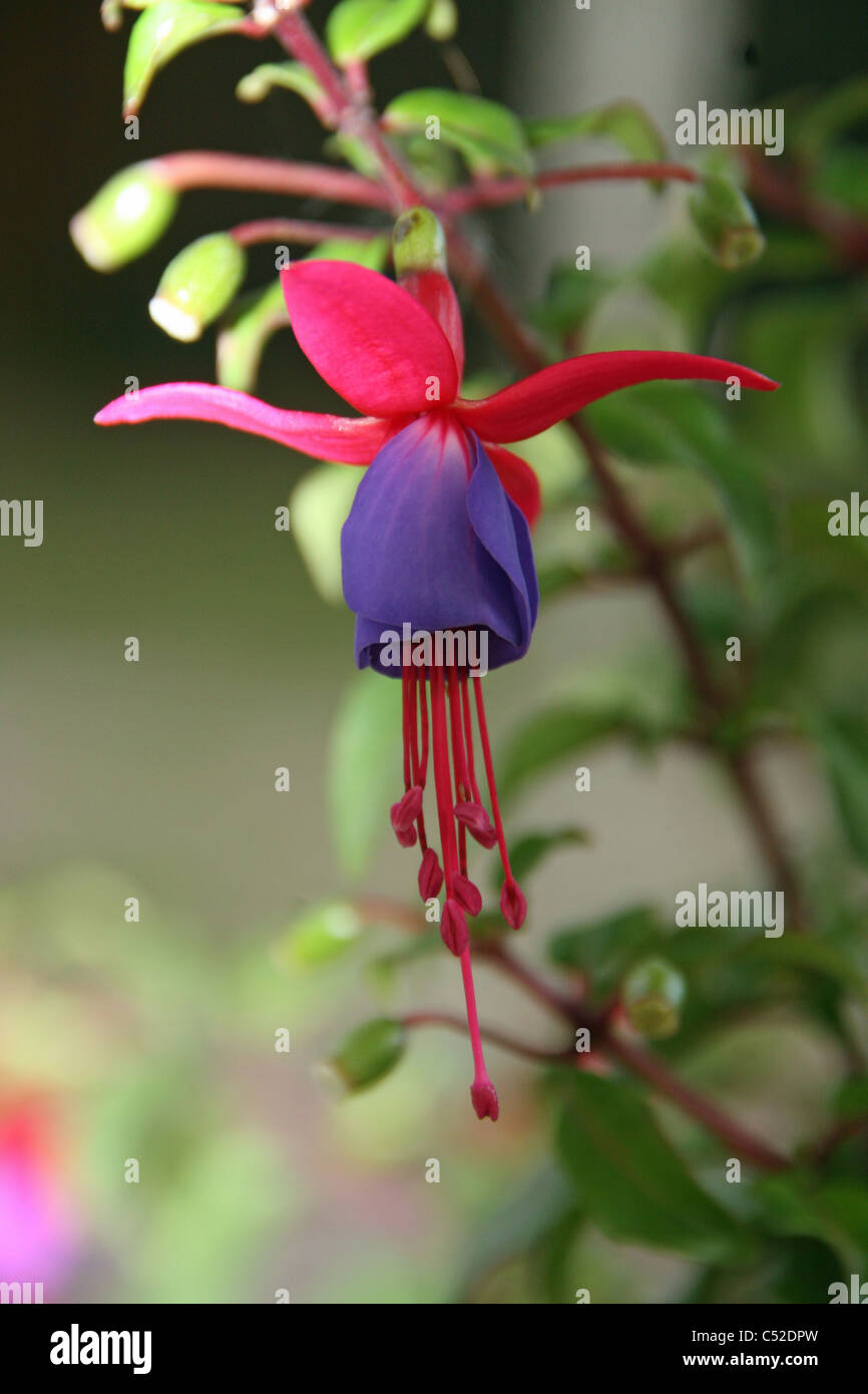 Fuschia hi-res stock photography and images - Alamy