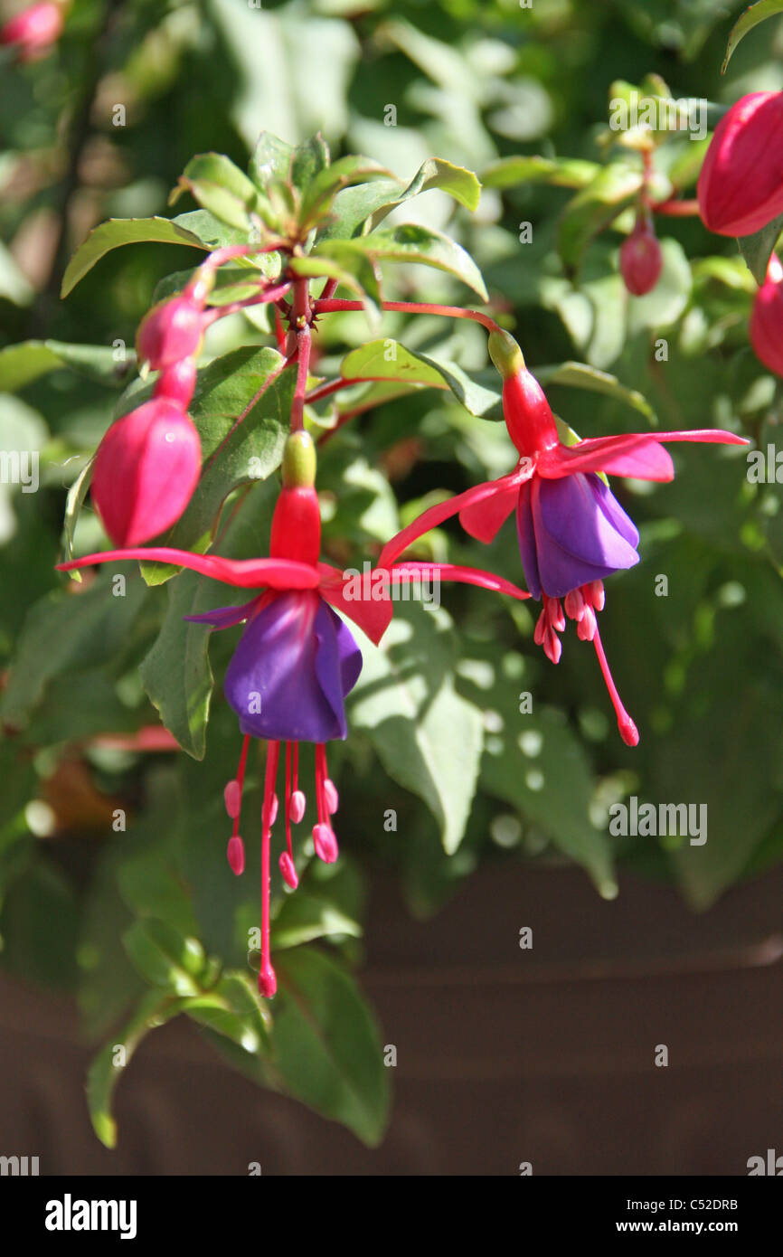Fuschia hi-res stock photography and images - Alamy