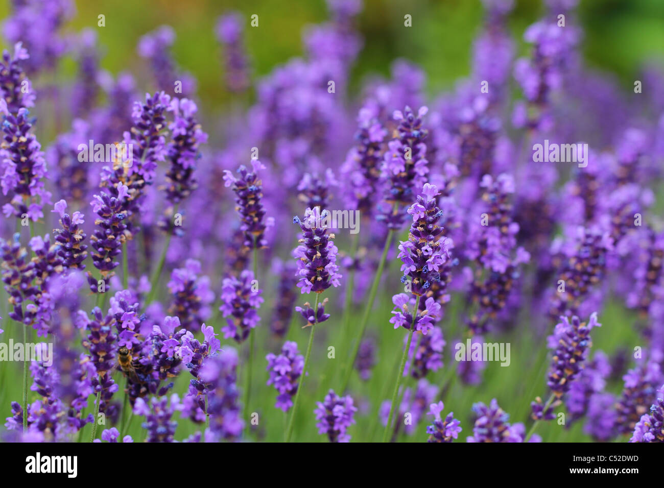 Lavender blossom at full bloom Lavandula angustifolia Stock Photo - Alamy