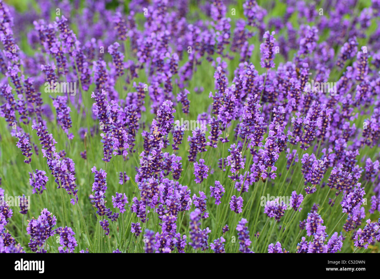Full bloom lavender hi-res stock photography and images - Alamy