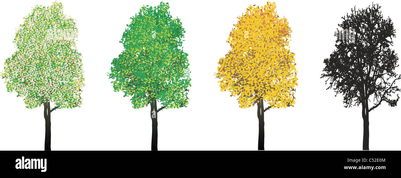 Tree at four seasons Stock Photo - Alamy