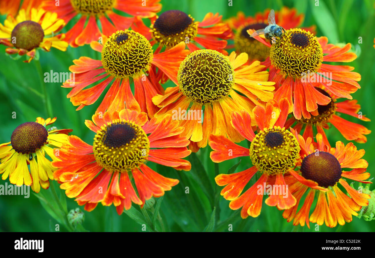 Close up of helenium hi-res stock photography and images - Alamy