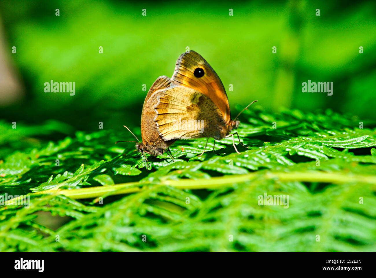 insect close up,Butterfly,Norfolk Stock Photo - Alamy