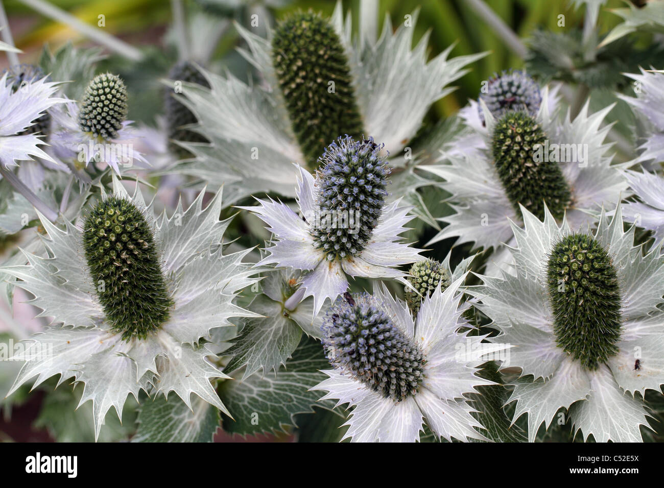 Sea holly flowers close up Eryngium maritimum Stock Photo - Alamy
