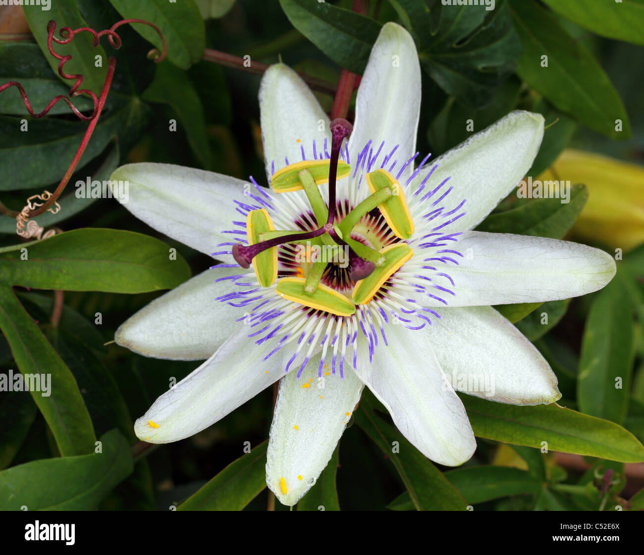 Passion flower close up Passiflora coerulea Stock Photo - Alamy