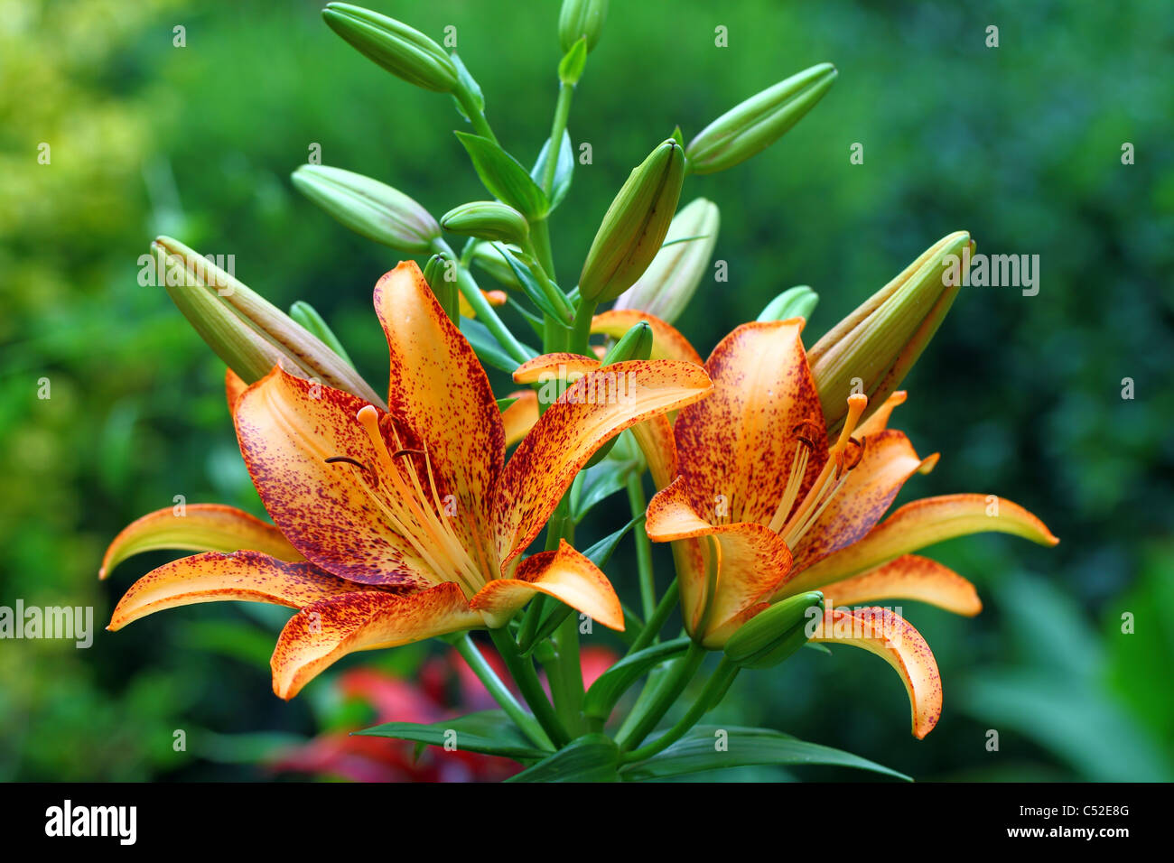 Two lilies hi-res stock photography and images - Alamy