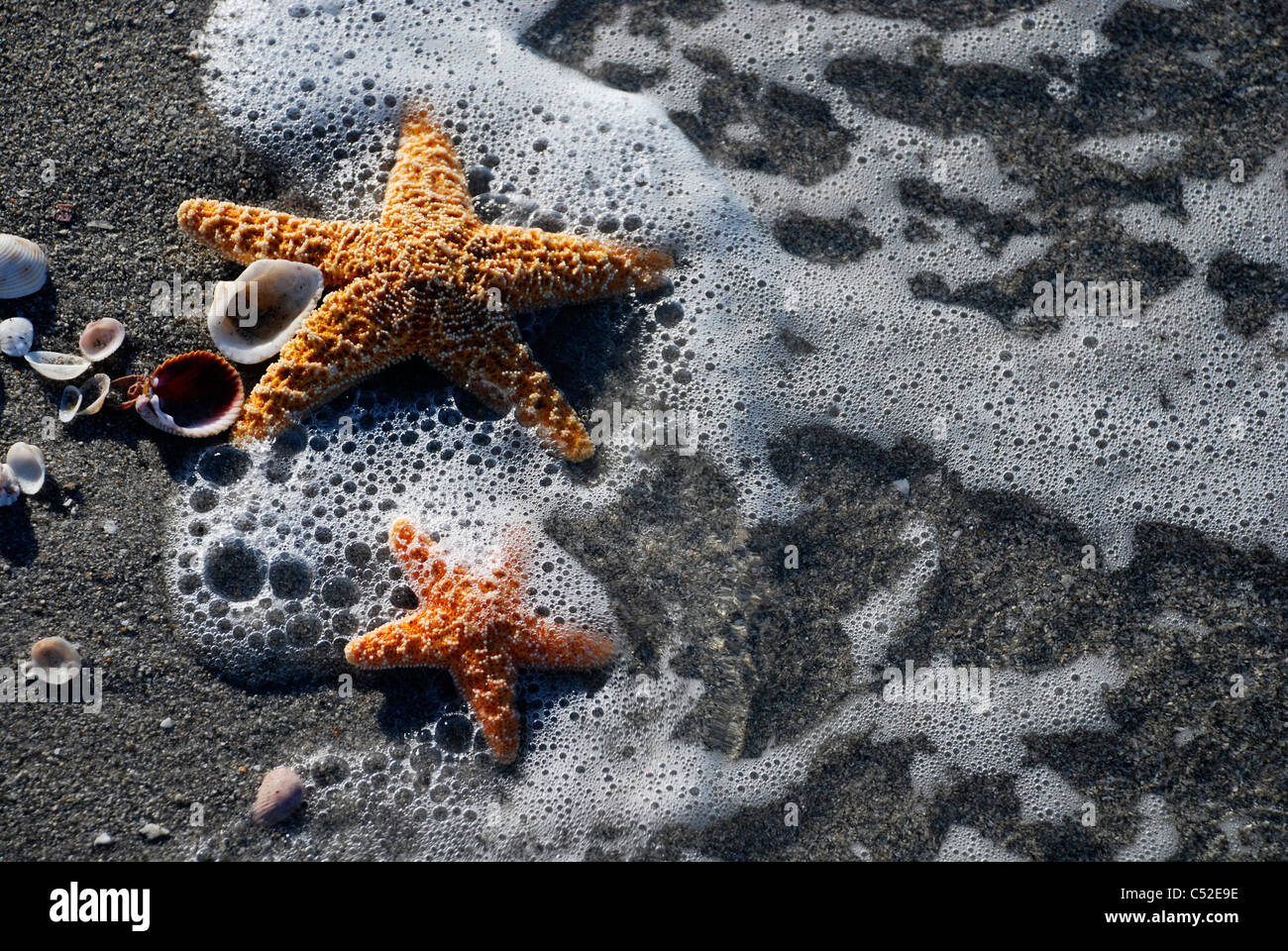 Captiva island shells hi-res stock photography and images - Alamy