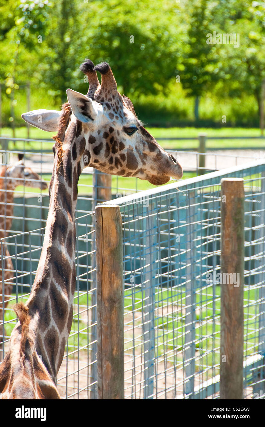 A giraffe in his own dream world casually grazing on a warm spring day ...