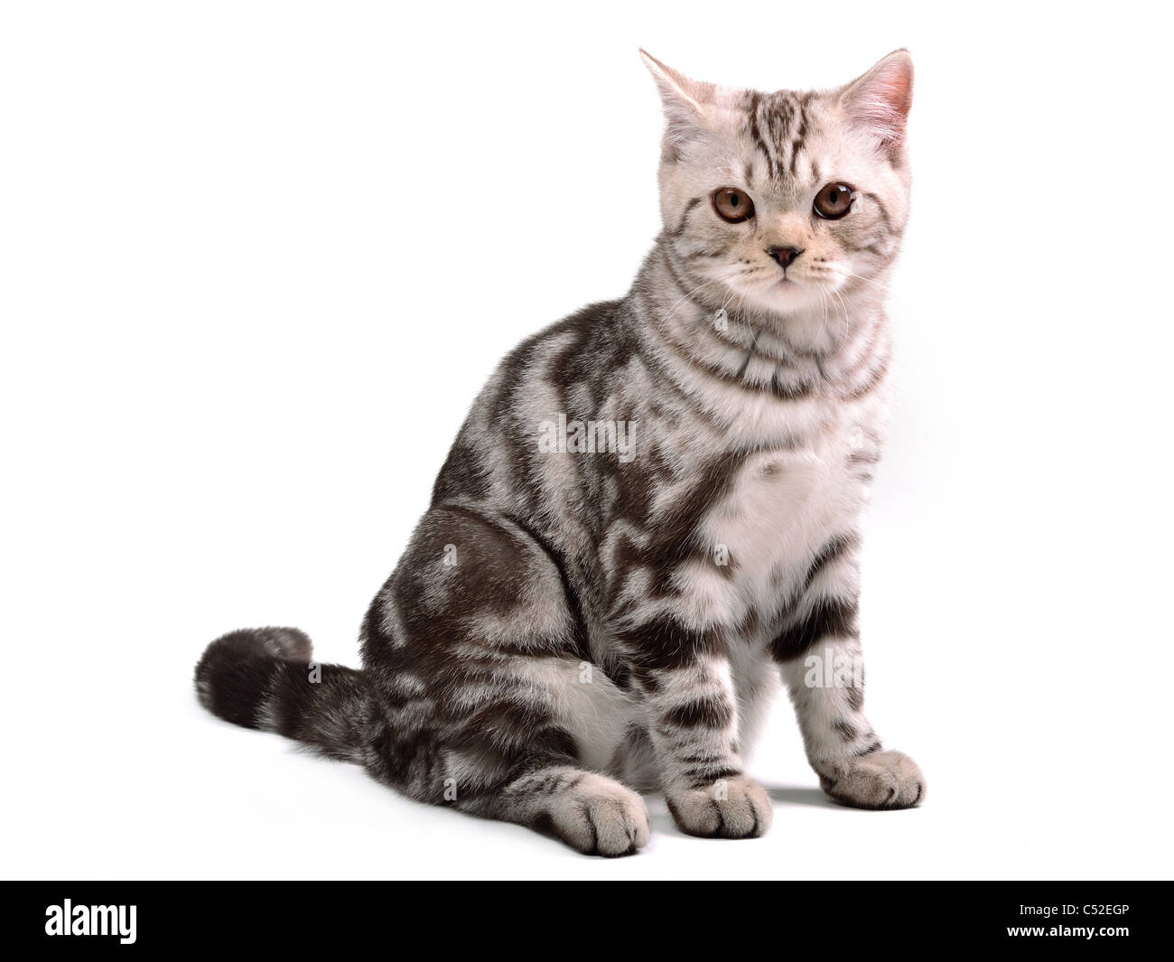 Scottish fold kitten sitting isolated on white background Stock Photo ...