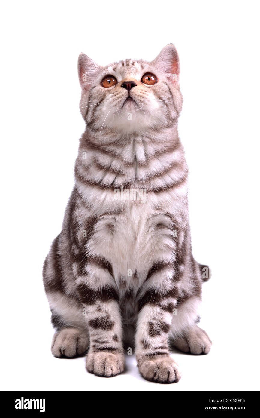 Scottish fold kitten sitting looking up Stock Photo - Alamy