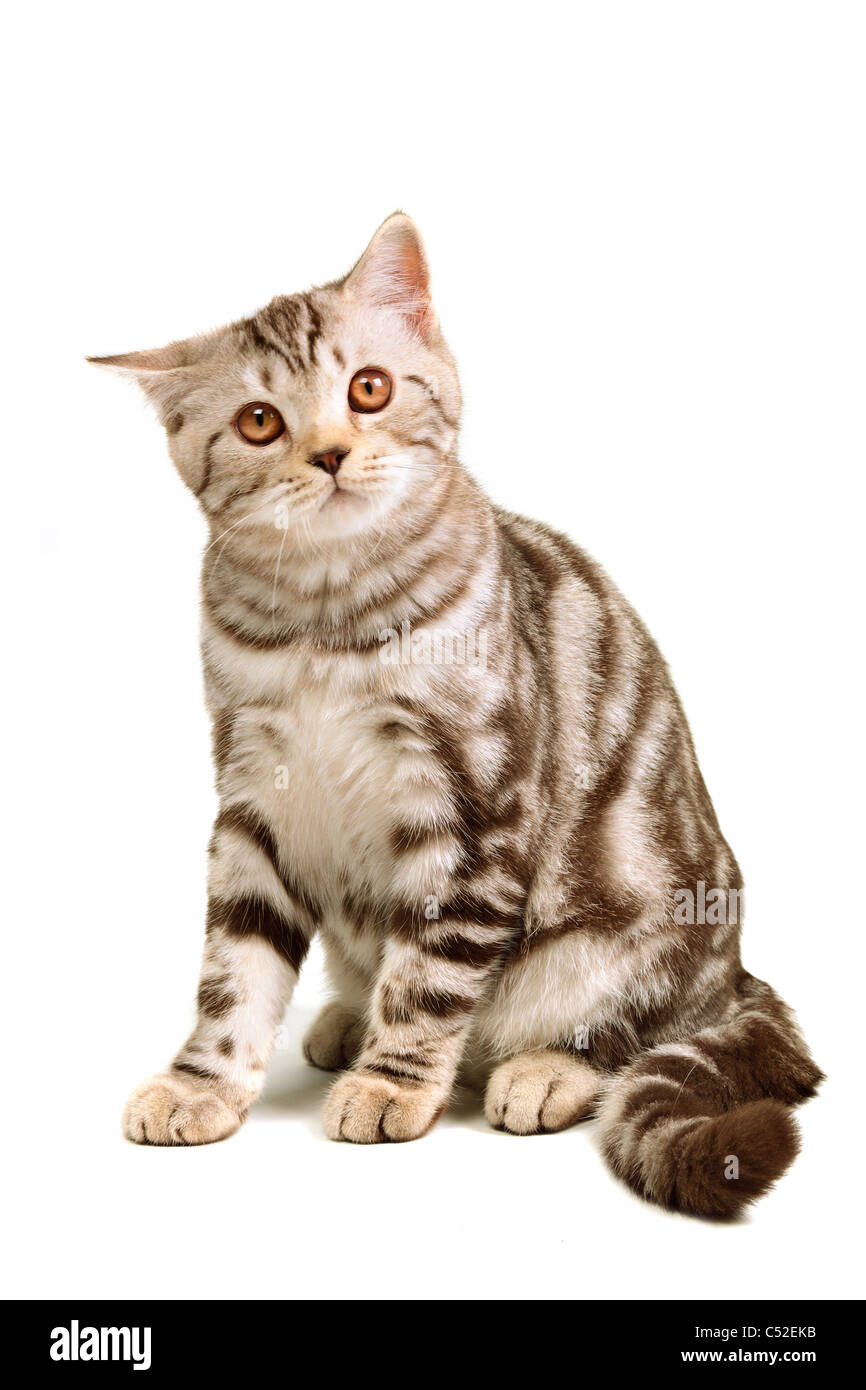 Scottish fold kitten sitting isolated on white background Stock Photo ...
