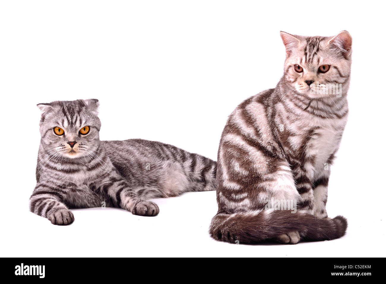 Scottish fold highland kitten hi-res stock photography and images - Alamy