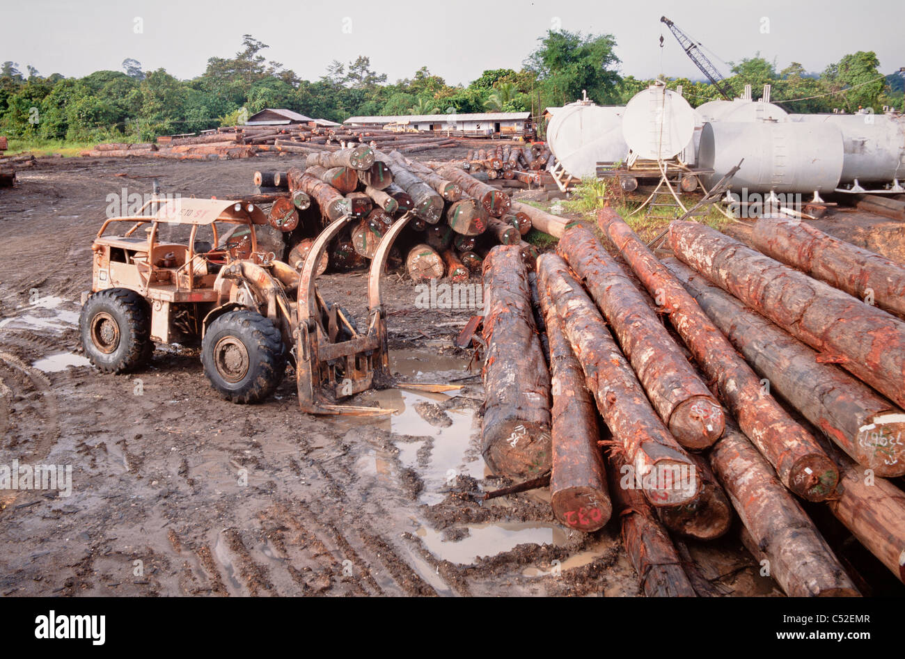 Logging borneo bulldozer hi-res stock photography and images - Alamy
