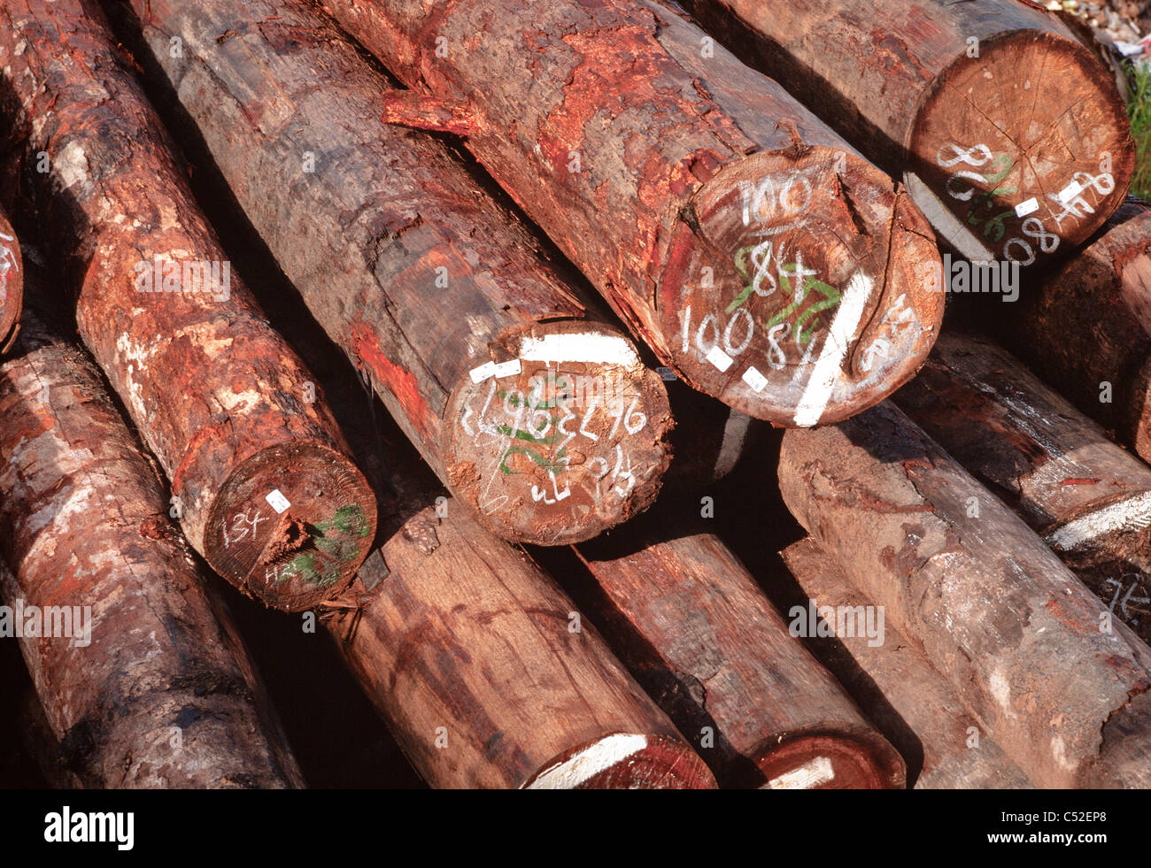 Hardwood logs in a logging camp East Malaysia, Borneo Stock Photo - Alamy