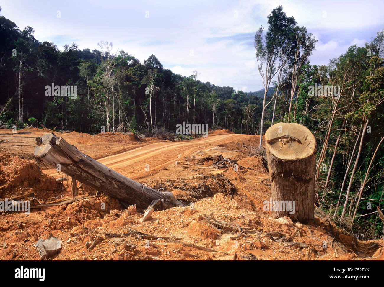 Deforestation sarawak barren teak hardwood logging road near mulu ...