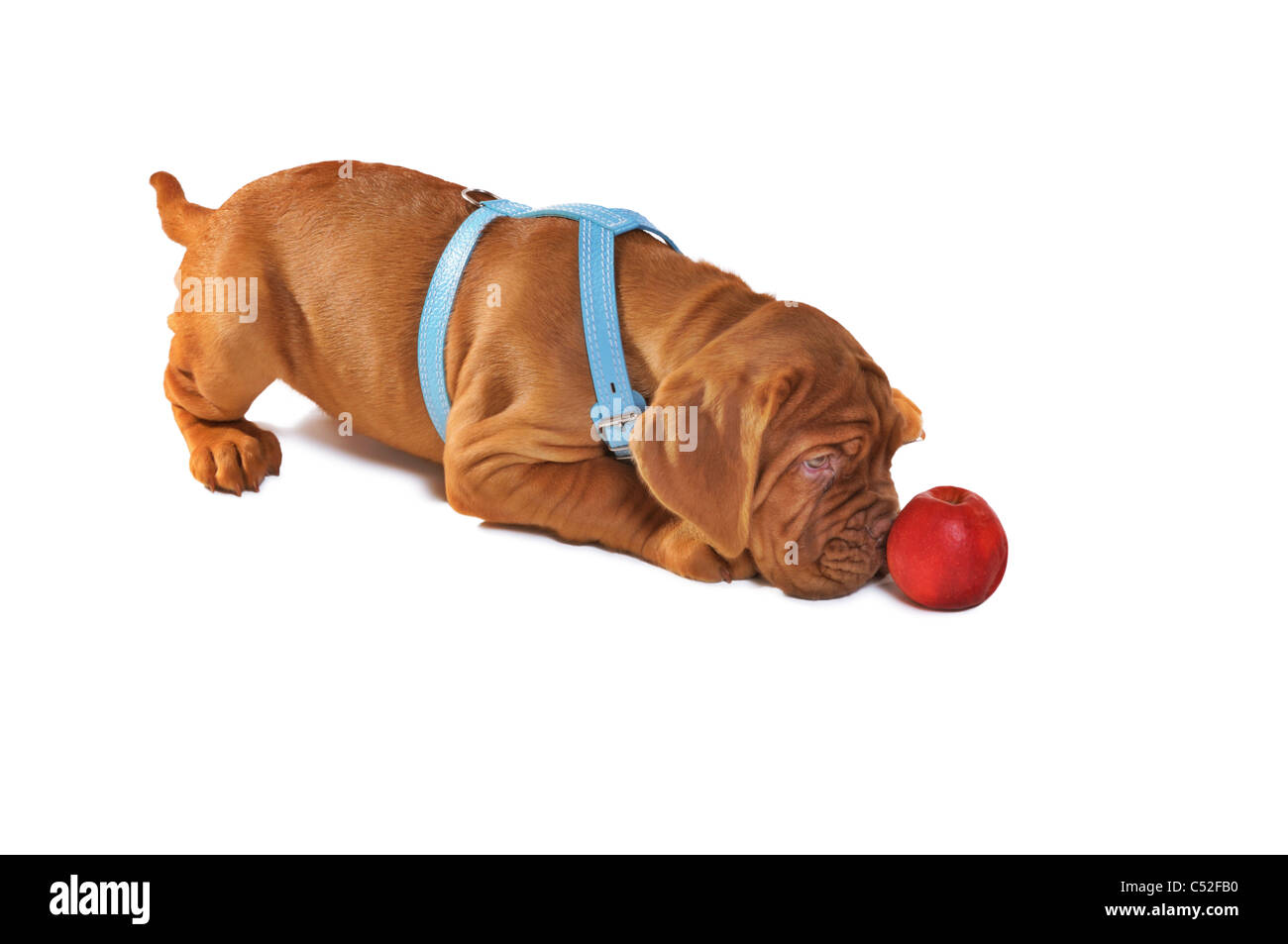 Brown dog with harness isolated Cut Out Stock Images & Pictures - Alamy