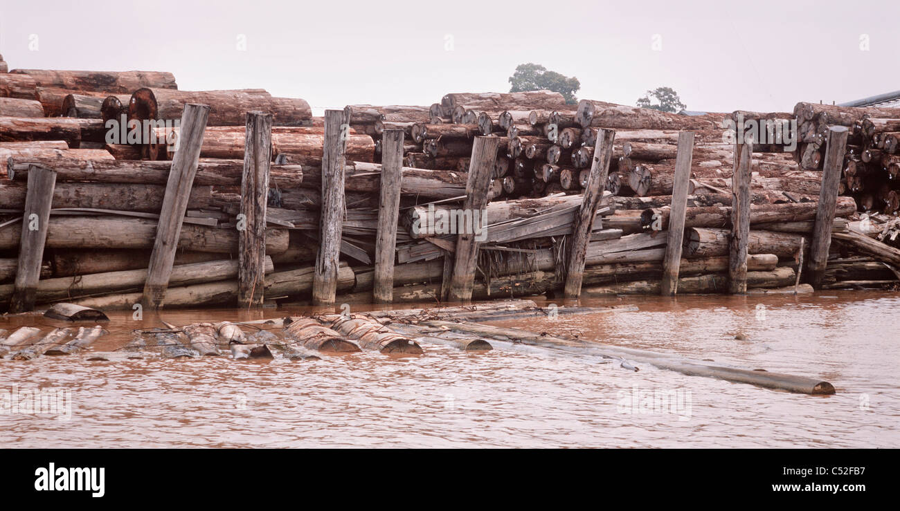 Stacked hardwood logs recently felled from the forests of Borneo, Baram ...