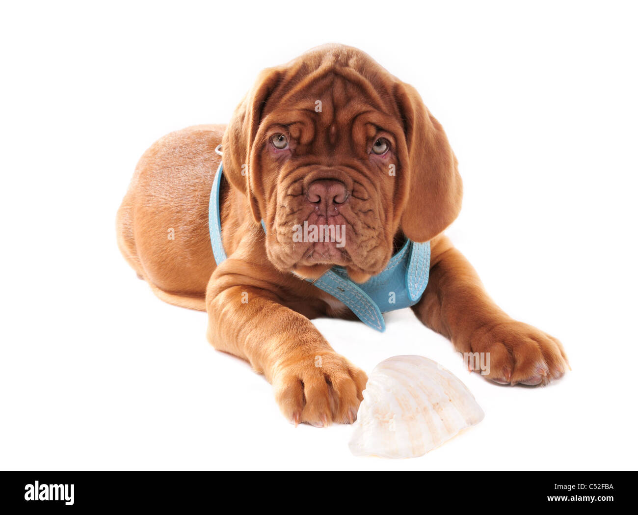 Serious look of Cute Puppy Stock Photo - Alamy