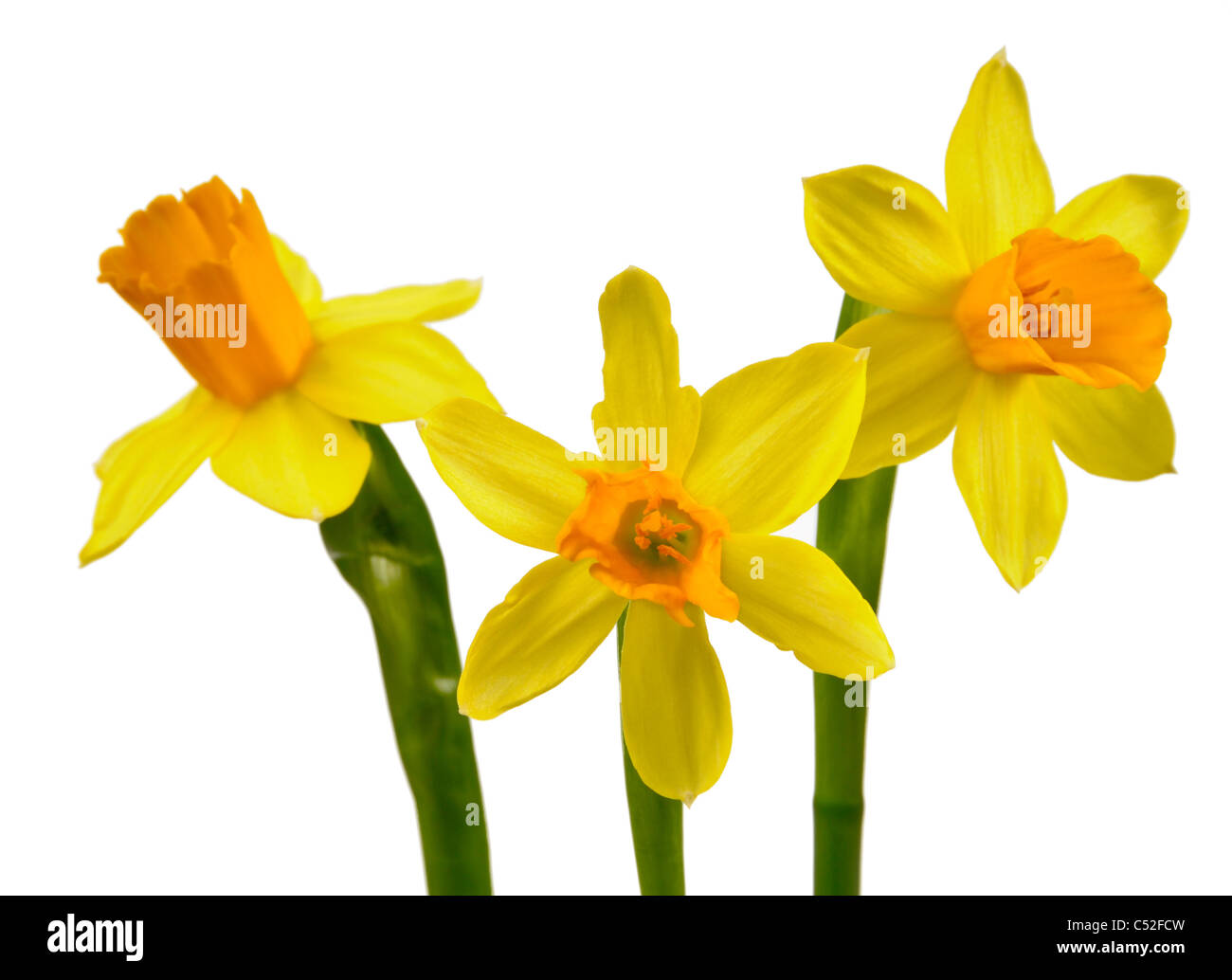 Three Bright and Colorful Daffodils Stock Photo - Alamy