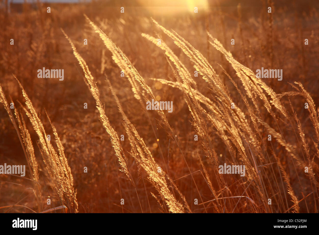 Weed in sunset Stock Photo - Alamy