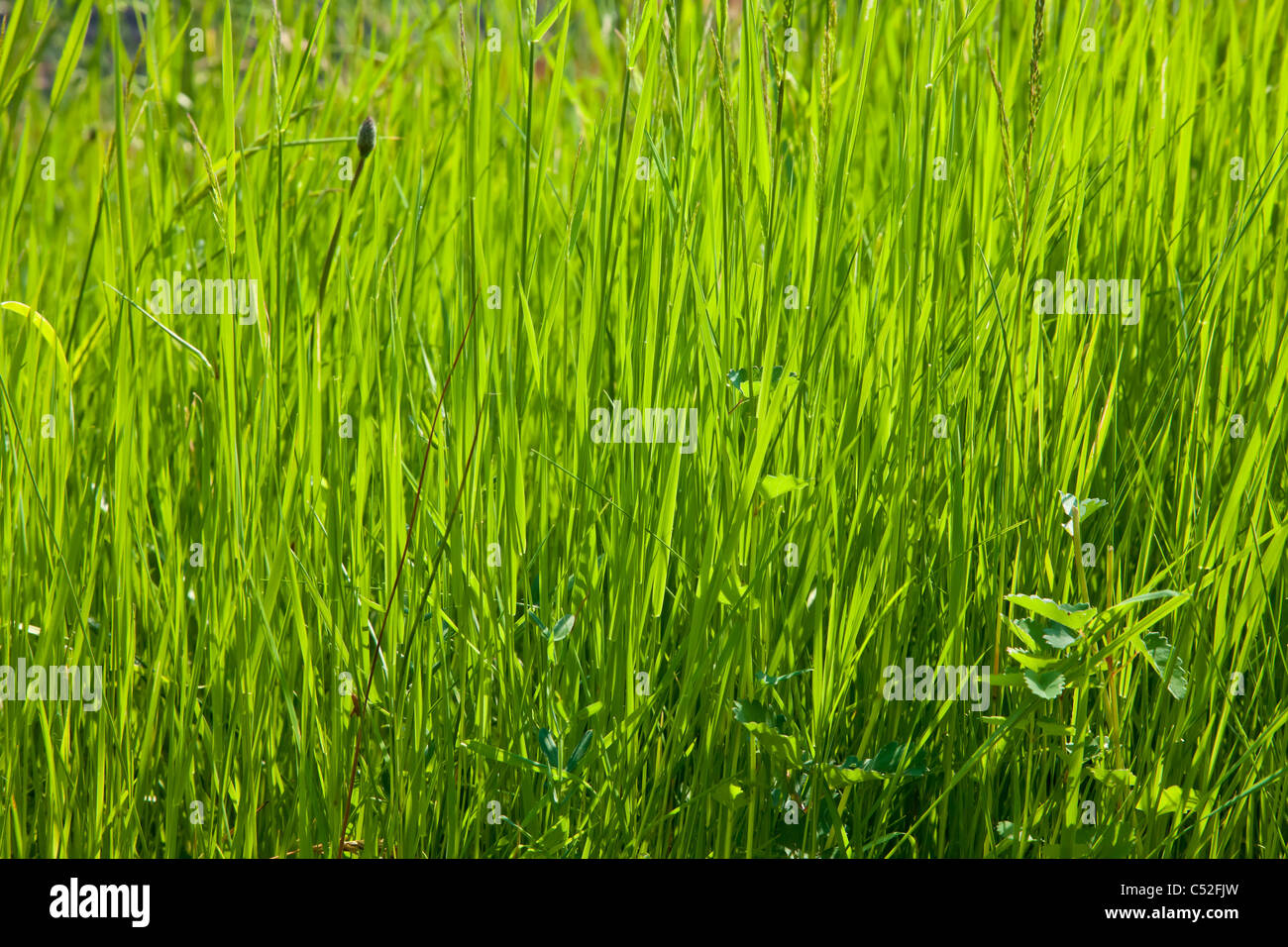 Natural grass seamless texture hi-res stock photography and images - Alamy