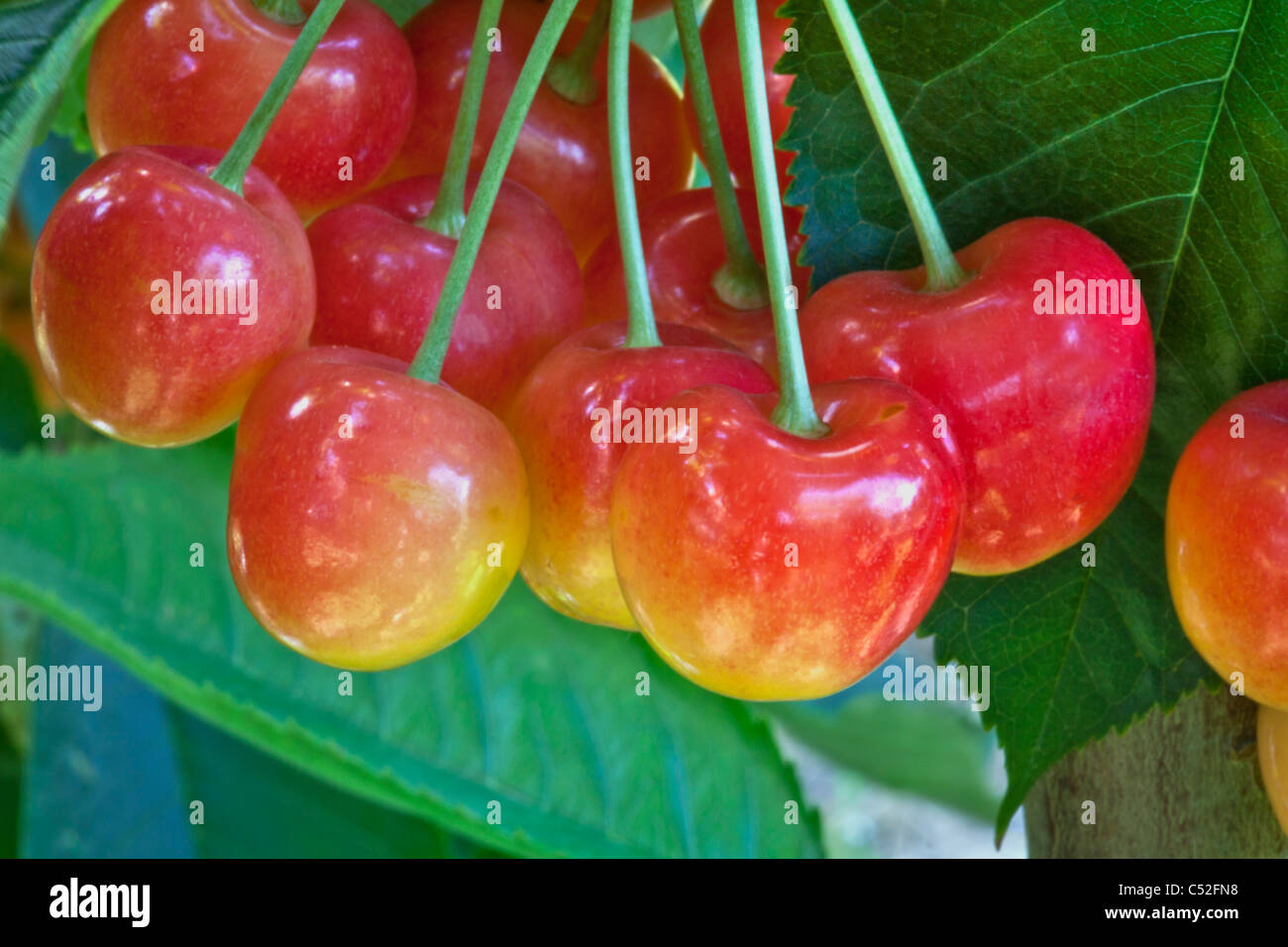 Rainier cherry tree hi-res stock photography and images - Alamy