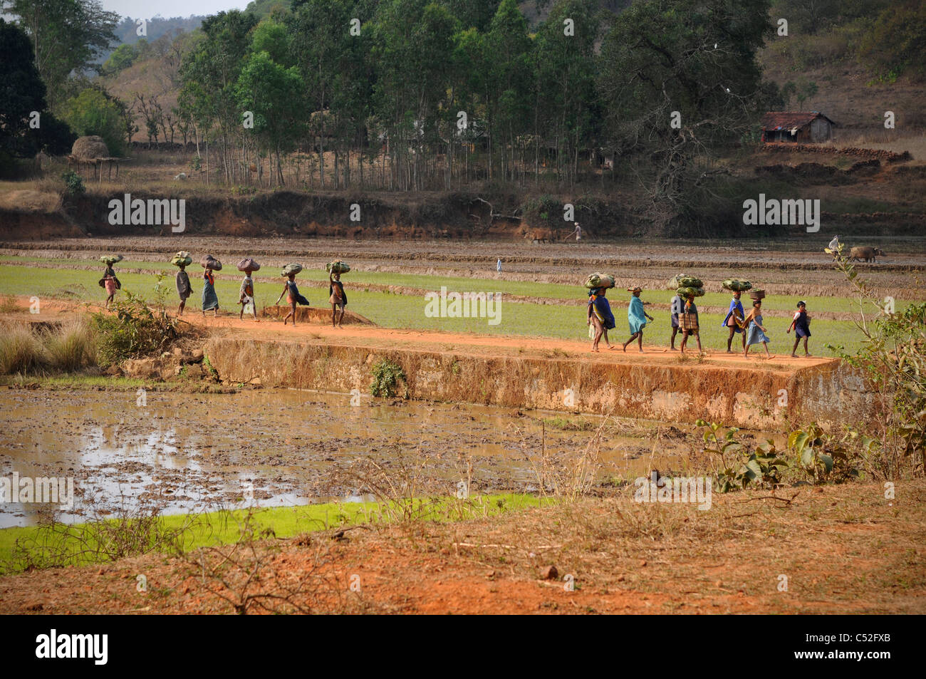 Bonda tribe orissa hi-res stock photography and images - Alamy