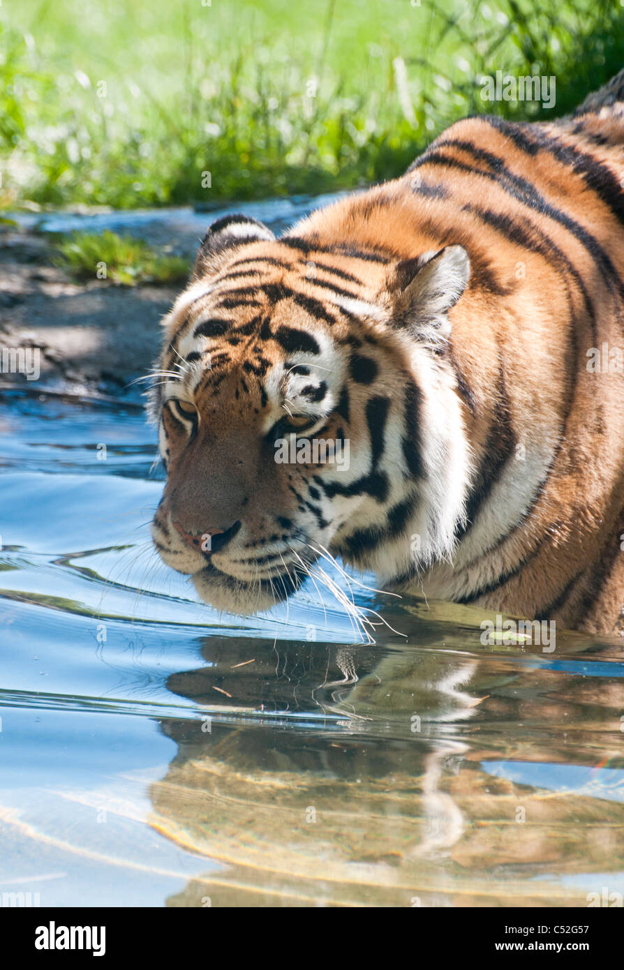 Female Amur tiger bathing Stock Photo - Alamy