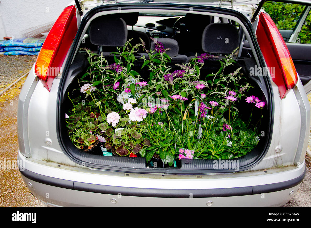 Car boot full of flowers from Hayes garden centre Stock Photo - Alamy