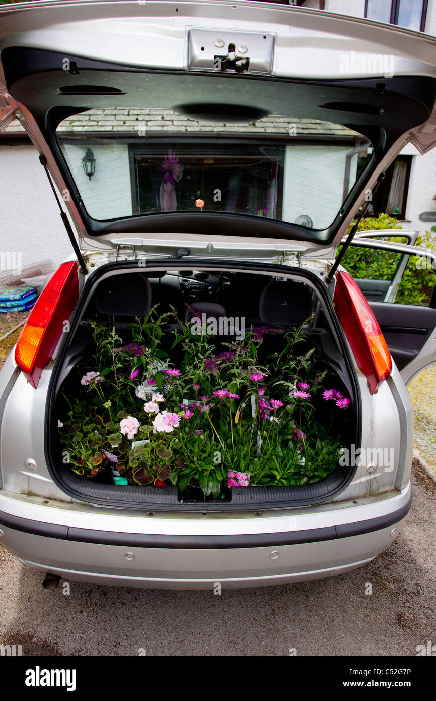 Car boot full of flowers from Hayes garden centre Stock Photo - Alamy