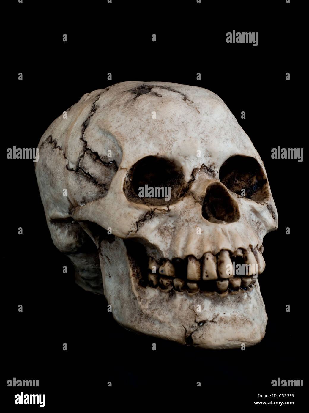 Skull 34 Profile View