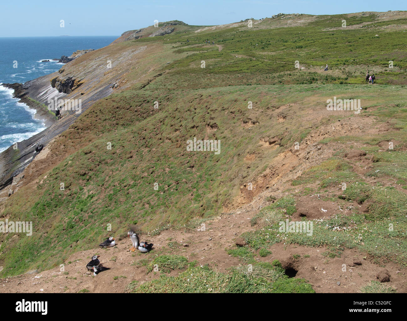 Puffins near breeding burrows at cliff edge. Skomer Island ...