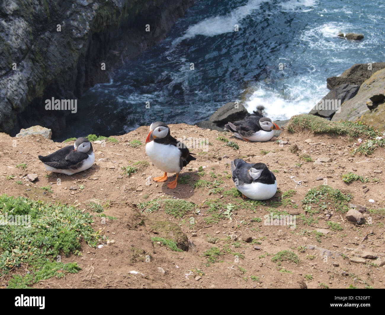 Puffins near breeding burrows at edge of cliff. Skomer Island ...