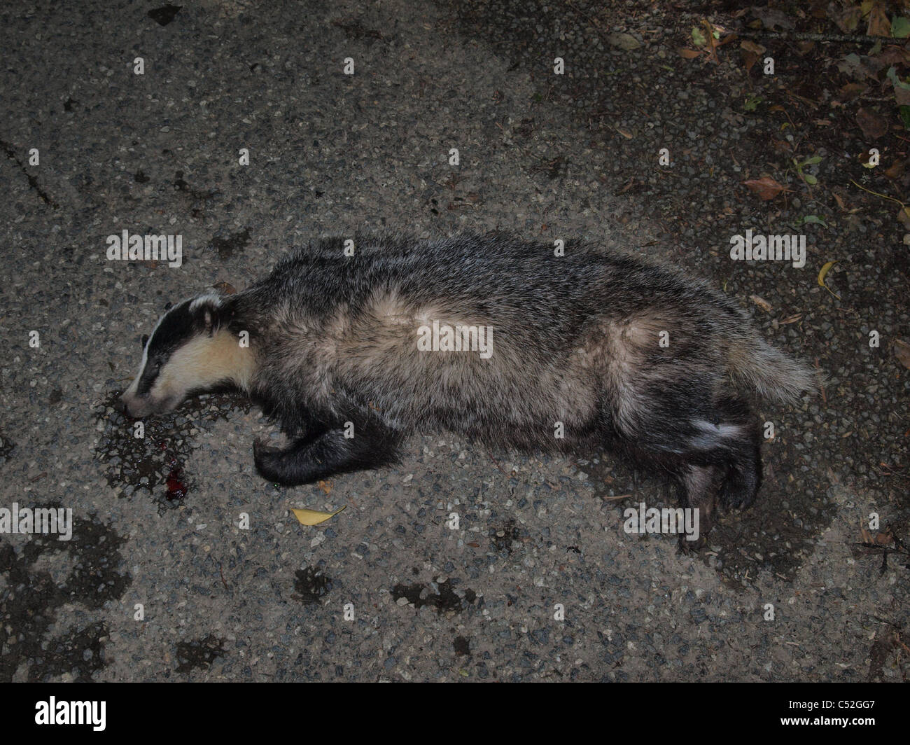 Roadkill badger uk hi-res stock photography and images - Alamy