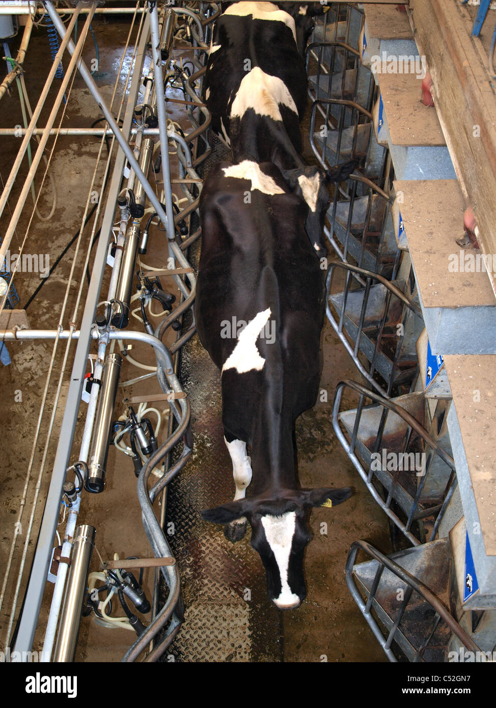 Cows walking into milking parlour. UK Stock Photo - Alamy