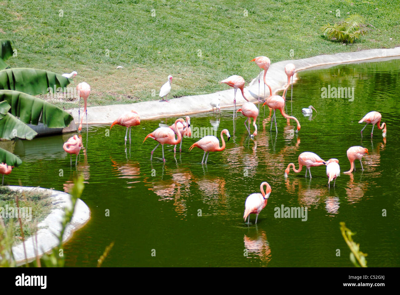 Inagua flamingos hi-res stock photography and images - Alamy