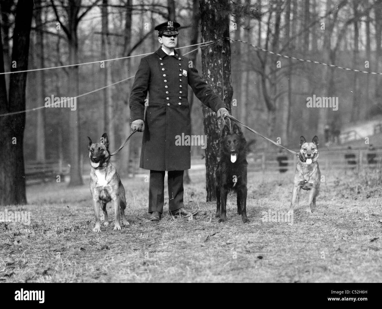 Policeman, police dogs, New York City, 1912 Stock Photo - Alamy