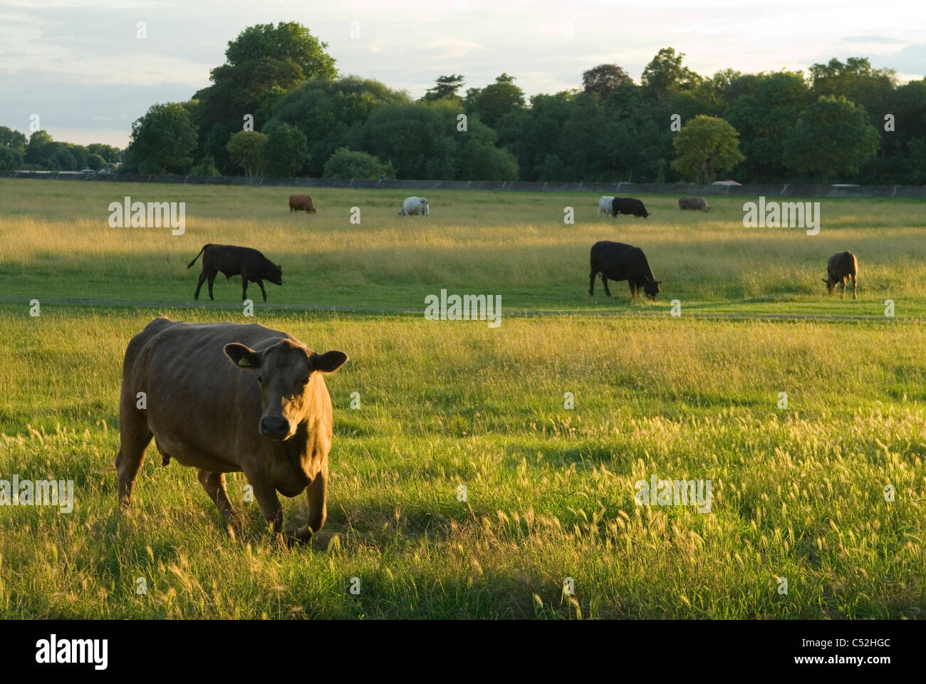 Petersham meadows hi-res stock photography and images - Alamy