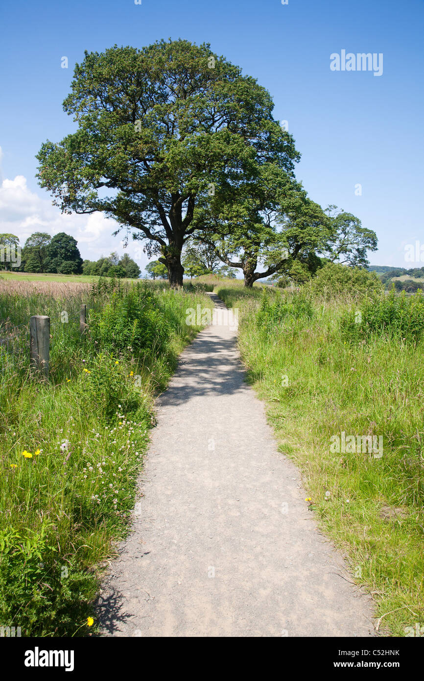 A rough path leading through the British countryside Stock Photo - Alamy