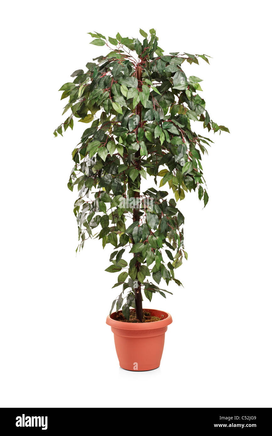 Decorative garden tree Cut Out Stock Images & Pictures - Alamy